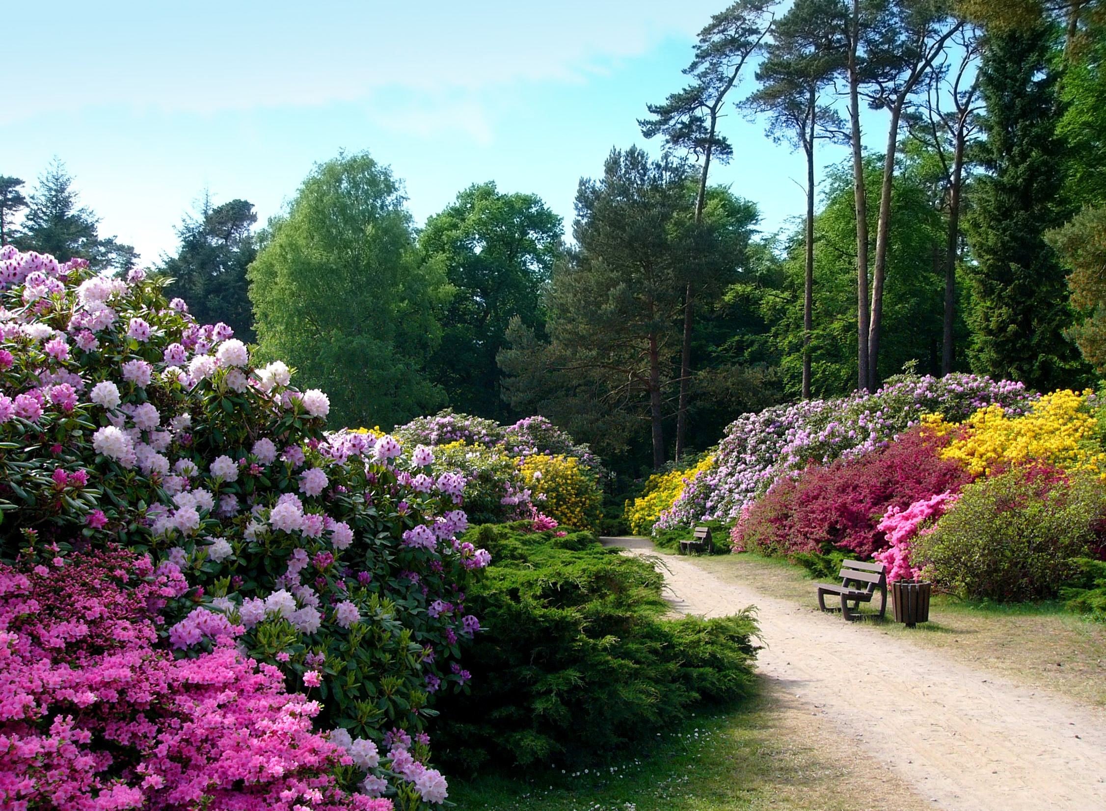 Grsster Rhododendronpark Deutschlands